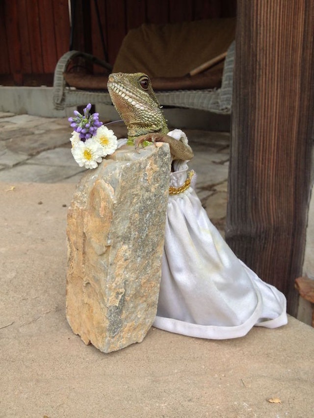 Creative Woman Dresses Up Her Pet Lizards In Hilarious Outfits (Photos)