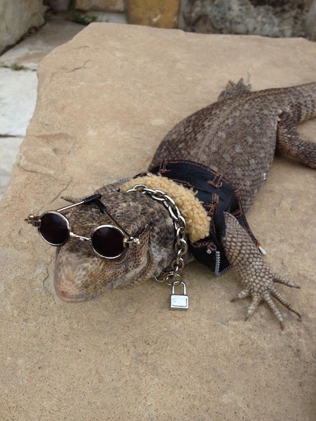 Creative Woman Dresses Up Her Pet Lizards In Hilarious Outfits (Photos)