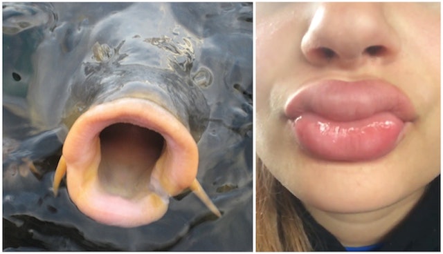 12 Fish That Look Just Like Girls Who Did The Kylie Jenner Challenge