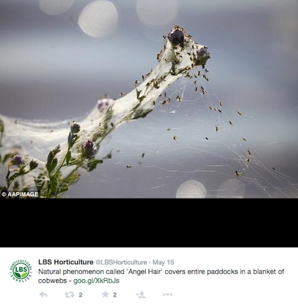 Yep, It Was Literally Raining Spiders And Spider Webs In Australia (Photos)