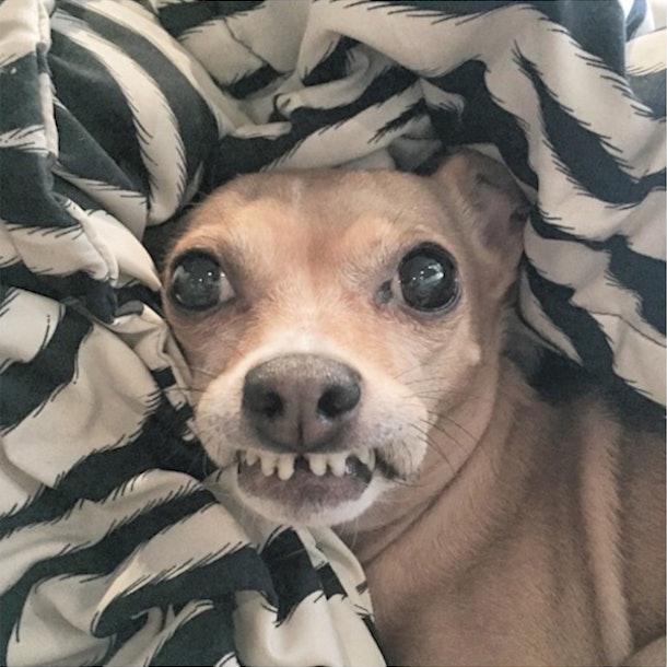 14 Animals That Definitely Could Have Used Braces Growing Up (Photos)