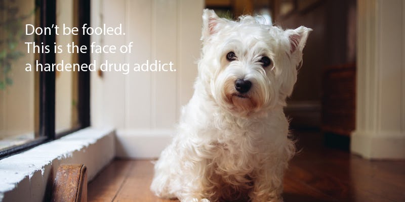 Here's How You Can Talk To Your Dog About Drugs This 420