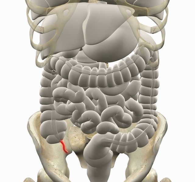 Scientists Now Say The Appendix Isn't Useless