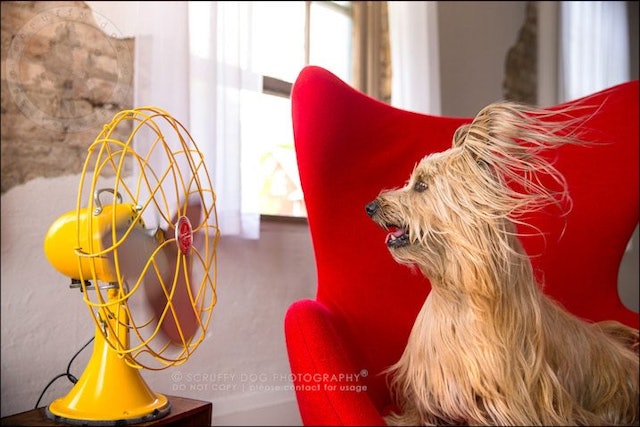 Pics Of Dogs Playing With Fans Will Blow You Away
