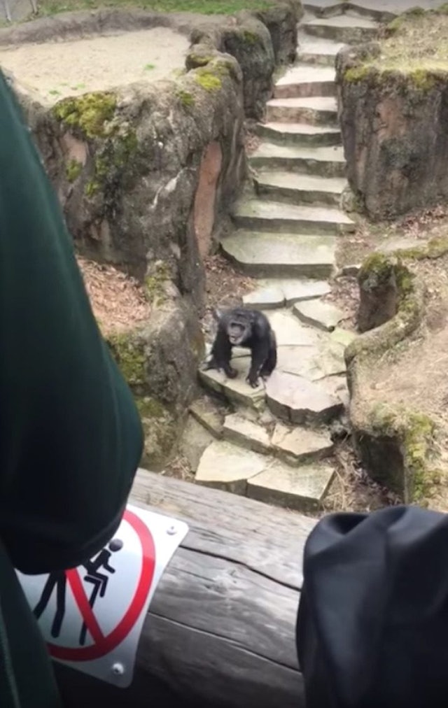 Chimp Throws Poop On Grandma's Face At The Zoo