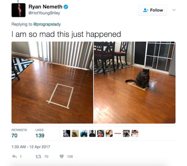 Cats Trick Owners Into Making Cozy Squares With Viral ‘Prank’