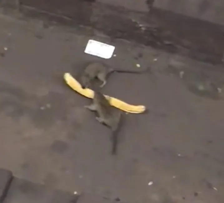 Two Rats Fighting Over Churro Make Pizza Rat Look Saintly