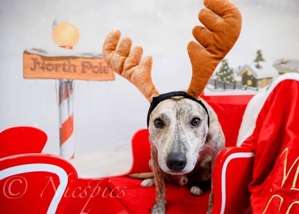 12 Dogs Dressed Up As Reindeer Who Have Way More Holiday Swag Than You