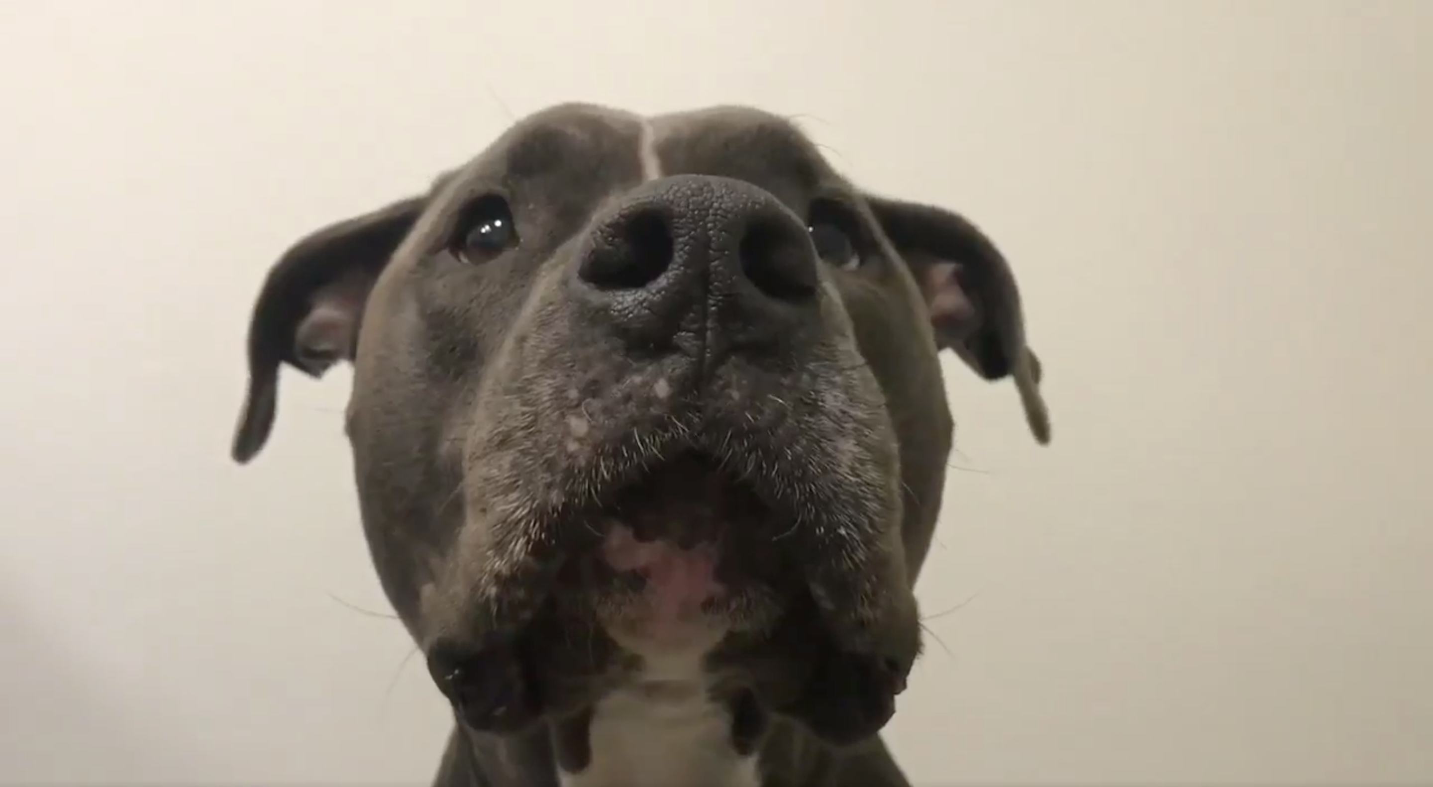 This Dog's Makeup Tutorial Is Going Viral & I Give It 13/10