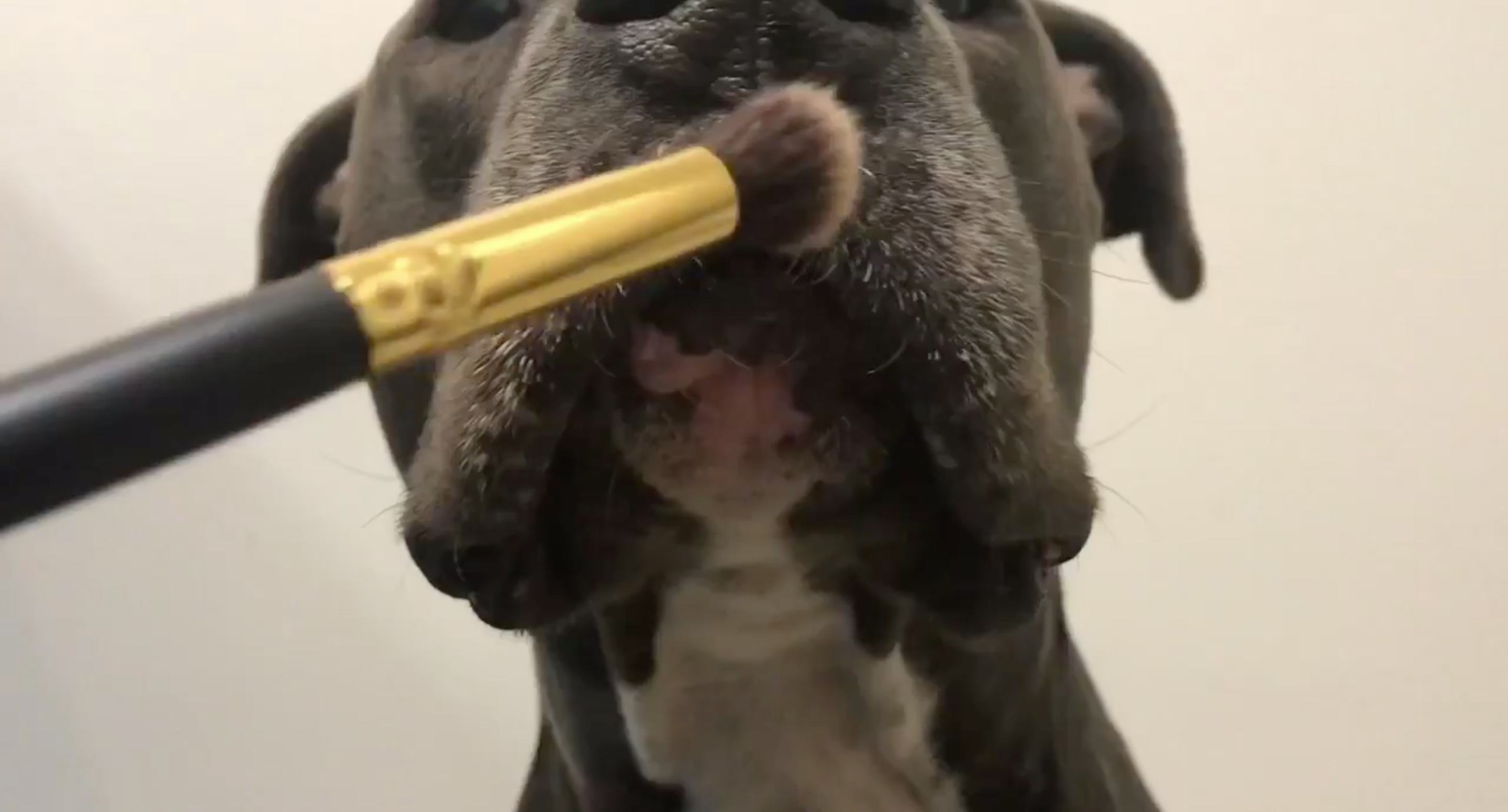 This Dog's Makeup Tutorial Is Going Viral & I Give It 13/10