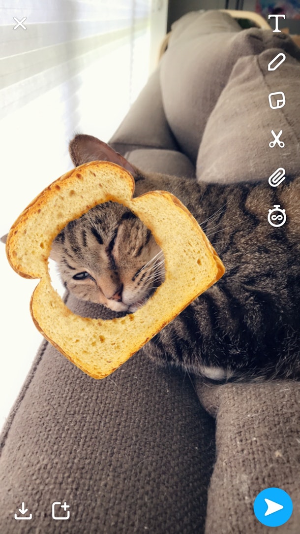 Here's How To Use Snapchat's Cat Filters On Your Favorite Feline For ...