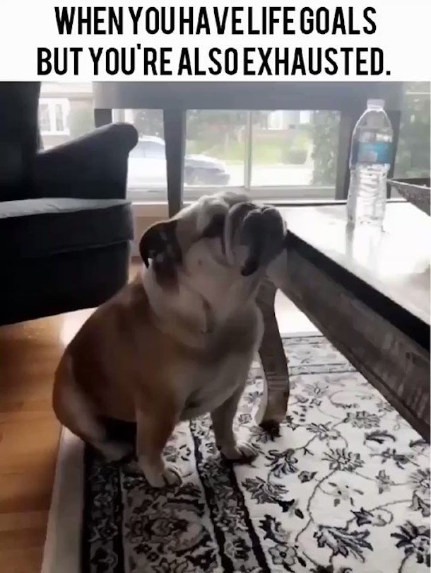 9 Small Dog Memes That Are So Cute, They'll Make You Drop Everything ...