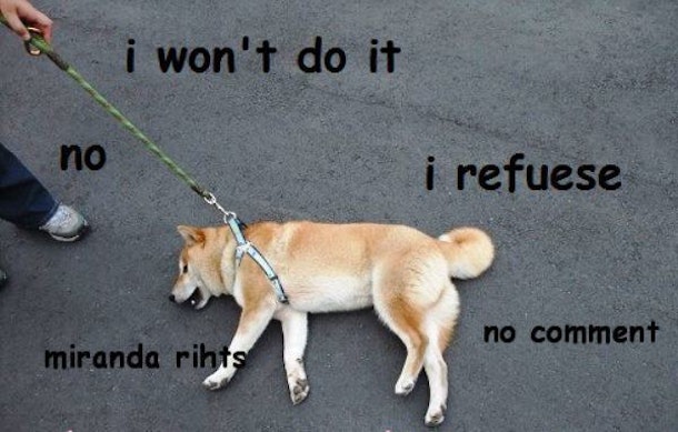 9 Small Dog Memes That Are So Cute, They'll Make You Drop Everything ...