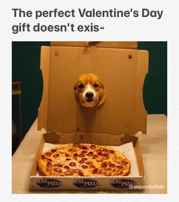 9 Small Dog Memes That Are So Cute, They'll Make You Drop Everything ...