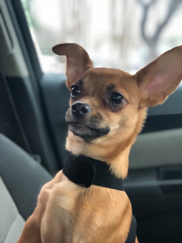 9 Small Dog Memes That Are So Cute, They'll Make You Drop Everything ...