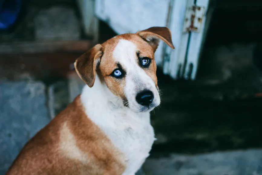 10 Pictures Of Dogs With Blue Eyes That'll Melt Hearts Left & Right