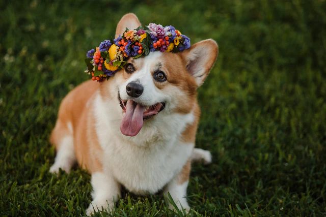 11 Pictures Of Corgis That Prove They're Literally Cooler Than All Of Us