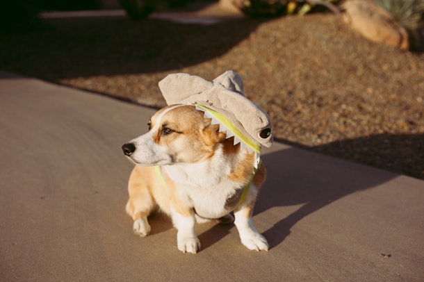 11 Pictures Of Corgis That Prove They're Literally Cooler Than All Of Us