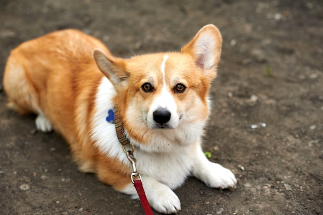 11 Pictures Of Corgis That Prove They're Literally Cooler Than All Of Us