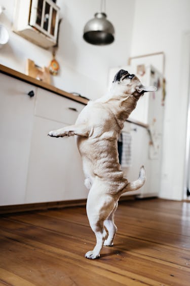 8 Pictures Of Pugs That'll Make You Want To Hug Your Fur Baby ASAP