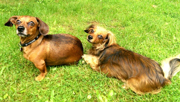 8 Pictures Of Dachshunds That'll Make You Say "Hot Dog"