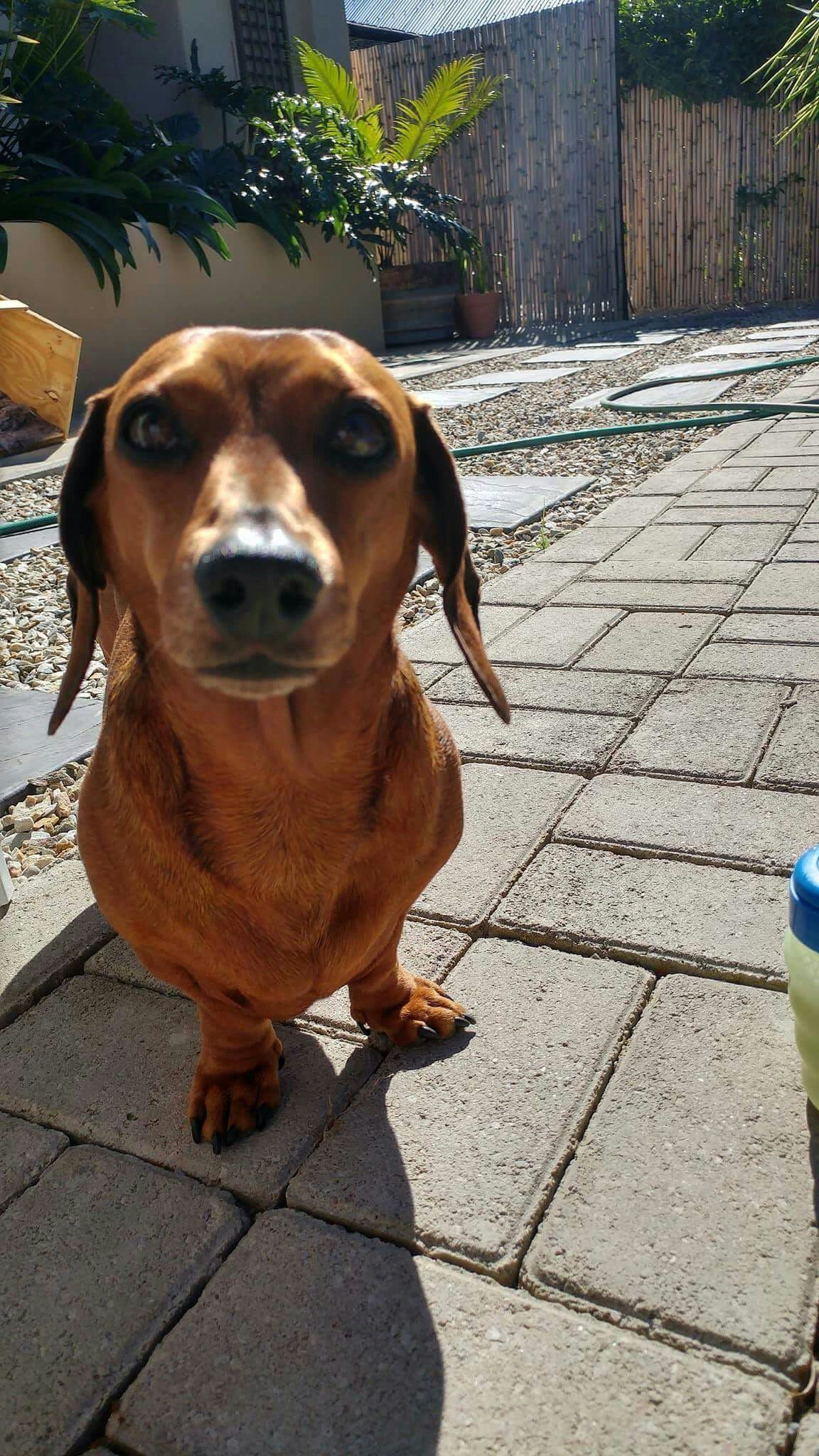 8 Pictures Of Dachshunds That'll Make You Say "Hot Dog"