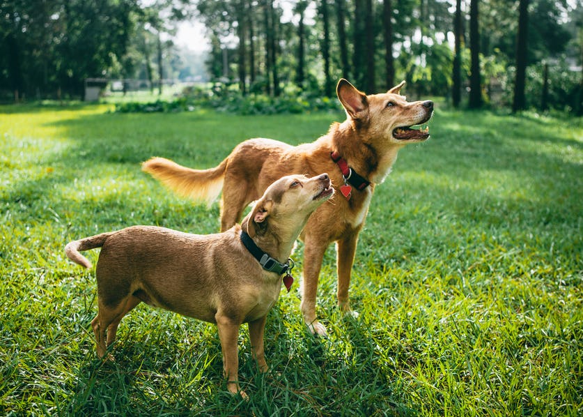 10 Pictures Of Dog Best Friends That'll Remind You Of You & Your BFF