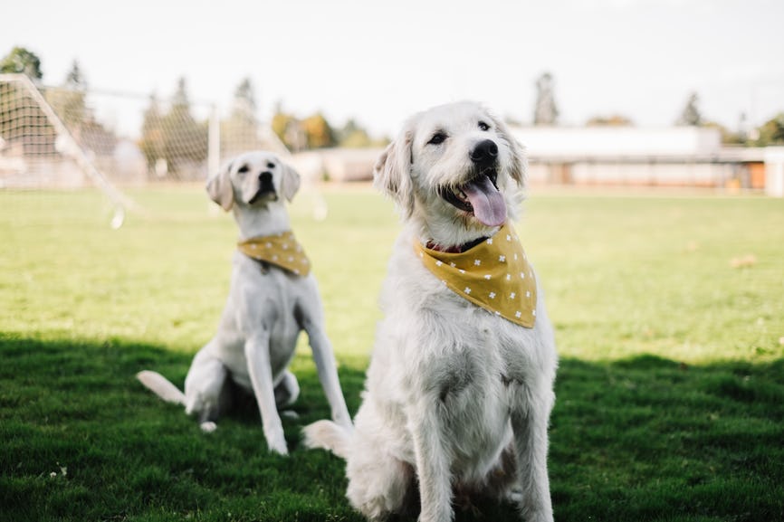 10 Pictures Of Dog Best Friends That'll Remind You Of You & Your BFF