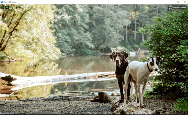 These 21 Dog Zoom Backgrounds Will Upgrade Your Calls With Some Puppy Love