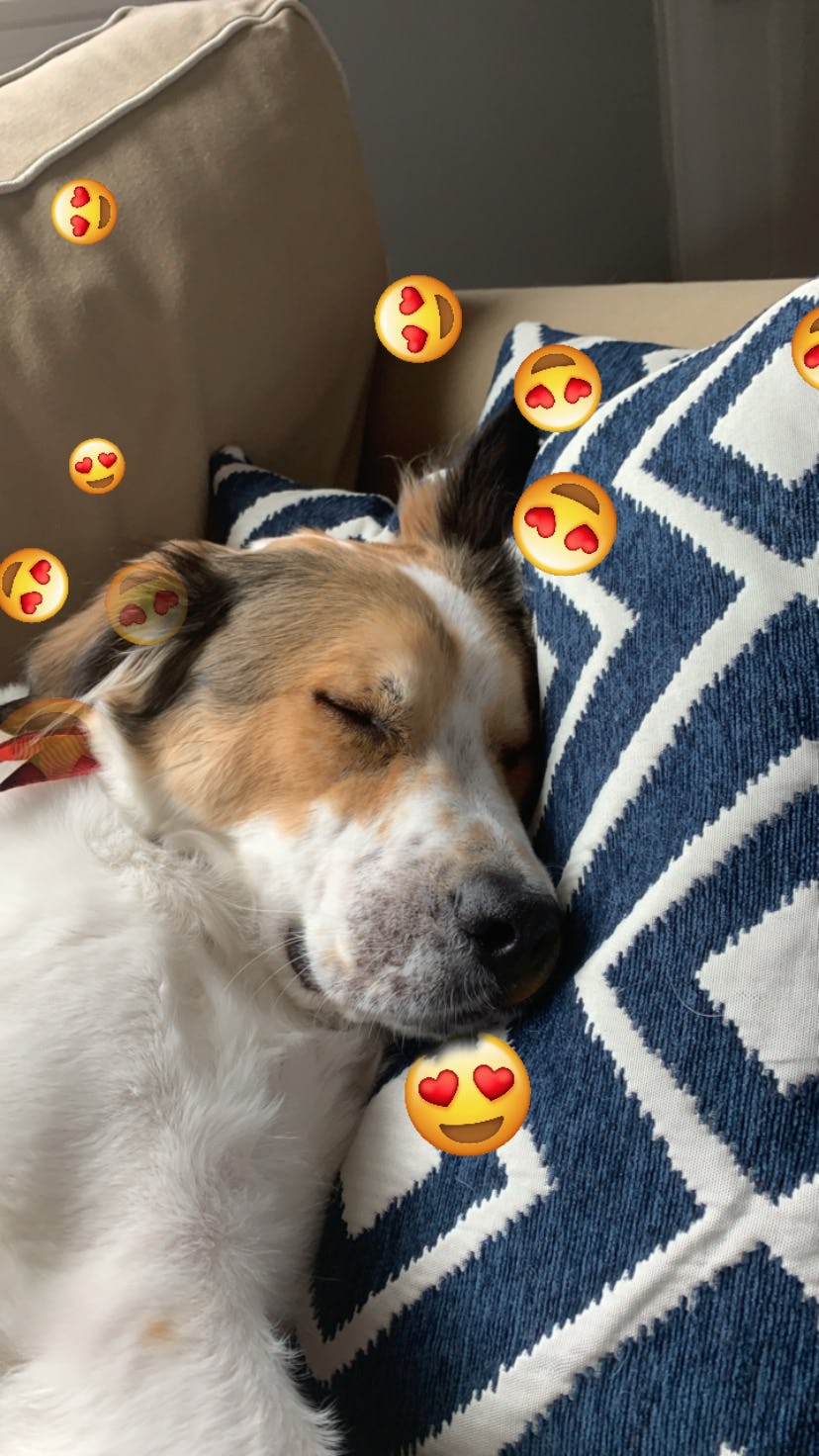 12 Best Instagram Story Filters For Pets That Are Doggone Adorable